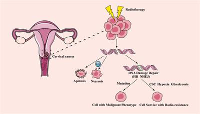 Frontiers | Recent progress of the tumor microenvironmental metabolism ...