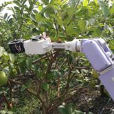 Machine Vision Applications in Precision Agriculture | Frontiers ...