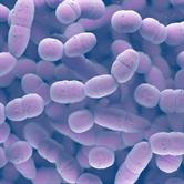 Molecular Insights of Chronic Infections | Frontiers Research Topic