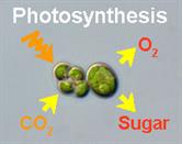 Algal Photosynthesis | Frontiers Research Topic