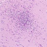 Neuroinflammatory Diseases of Domestic Animals | Frontiers Research Topic