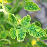 Innovative Strategies for Enhancing Crop Resilience Against Plant Viral ...