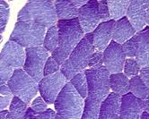 Skeletal Muscle-Adipose Tissue Development and their Related Energy ...