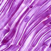 The Regulation of Cell Cycle and Regeneration of Cardiomyocytes in ...