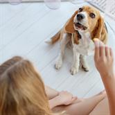 Animals and Social Interaction | Frontiers Research Topic