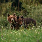 Conflict Analysis, Resolution and Mediation in Biodiversity ...