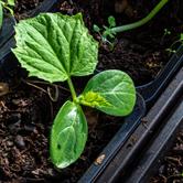 Plant-Based Products for Healthy Neurological Aging | Frontiers ...