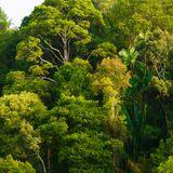 Understanding Patterns and Mechanisms of Forest Canopy Diversity and ...