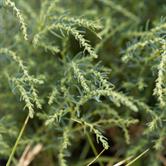Edible Halophytes for a Sustainable Agriculture: From Neglected Species ...