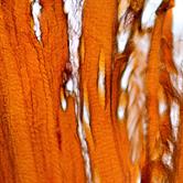 Effect of Mechanical Loading on the Tendon for Tissue Engineering ...