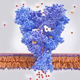 New Insights into Ionotropic Glutamate Receptor Structure and Function ...