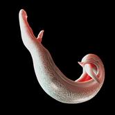 Unraveling the Complex Interplay: Schistosoma Parasite Proteases and ...