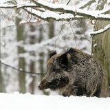 Understanding Pathogen Spread in Invasive Vertebrate Species ...