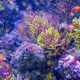 The Future of Aquatic Habitat Modeling | Frontiers Research Topic