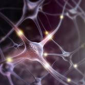 Bridging the Gap in Neuropathic Pain Research: Translation of Animal ...