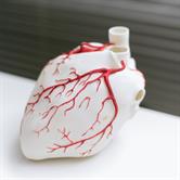 Mitral Valve Disease: In Memoriam Adrian Chester | Frontiers Research Topic