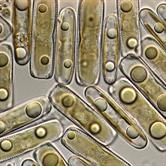 Symbiotic Associations of Protists with Prokaryotes | Frontiers ...