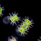 Uncovering Marine Protist and Algal Diversity and its Ecological Roles ...