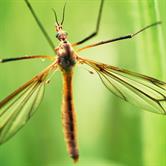 Insect Chemical Ecology Around One Health | Frontiers Research Topic
