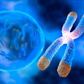 Telomere Shortening and DNA Damage | Frontiers Research Topic