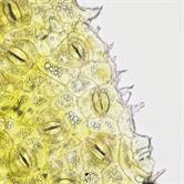 Photosynthesis in a Changing Climate: Impacts on Crop Performance ...