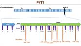 PVT1 in Cancer | Frontiers Research Topic