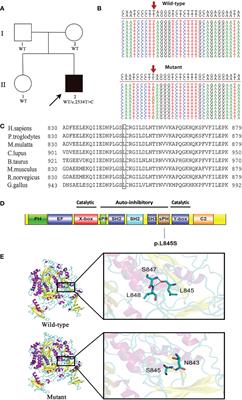 Frontiers | Clinical and immunological features of an APLAID patient ...