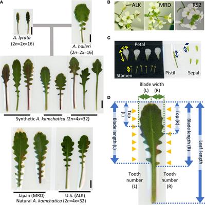 Frontiers | Phenotypic variation of a new synthetic allotetraploid ...