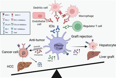 Frontiers | Immunotherapy for hepatocellular carcinoma recurrence after ...