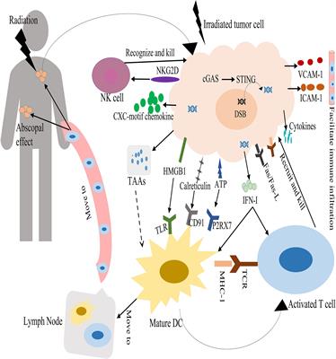 Frontiers | Application of individualized multimodal radiotherapy ...
