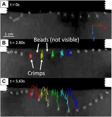 Frontiers | Toward a 3D physical model of diffusive polymer chains