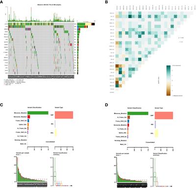 Frontiers | Chronic obstructive pulmonary disease alters the genetic ...