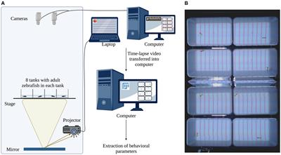 Frontiers in Behavioral Neuroscience | Articles