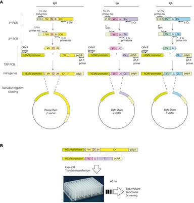 Frontiers | Rapid generation of human recombinant monoclonal antibodies ...