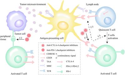 Frontiers | Immune checkpoint inhibitors and acute kidney injury