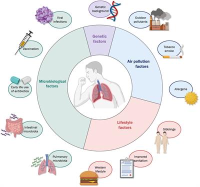 Frontiers | Natural killer T cells in allergic asthma: implications for ...