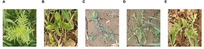 Frontiers | Weed detection and recognition in complex wheat fields ...