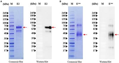 Frontiers | Development of a dual immunochromatographic test strip to ...