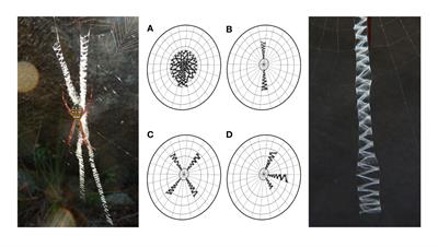Frontiers | The function of web decorations in orb web spiders