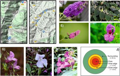 Frontiers | Color-advertising strategies of invasive plants through the ...