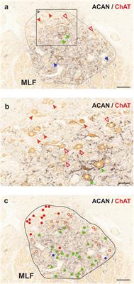 Frontiers in Neuroanatomy | Articles