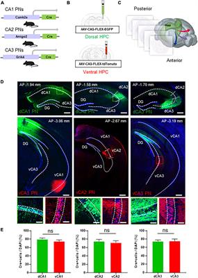 Frontiers in Neuroanatomy | Articles