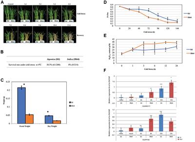 Frontiers | Genome-Wide Identification and Analysis of Genes, Conserved ...