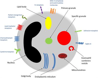 Monocyte Diagram Labeled