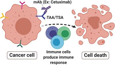 Frontiers | Colorectal Cancer Immunotherapy: Options and Strategies