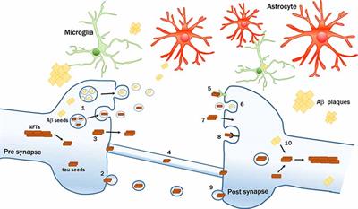 Frontiers | Mechanisms of Pathogenic Tau and Aβ Protein Spreading in ...