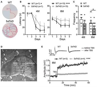 Frontiers | Brain and Retinal Abnormalities in the 5xFAD Mouse Model of ...