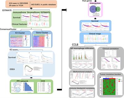 Frontiers | CCL8 as a promising prognostic factor in diffuse large B ...