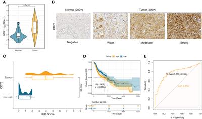 Frontiers | Integrated multi-omics analysis identifies CD73 as a ...