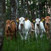 The Future of Farm Animal Welfare Science: Selected Papers from the 9th ...